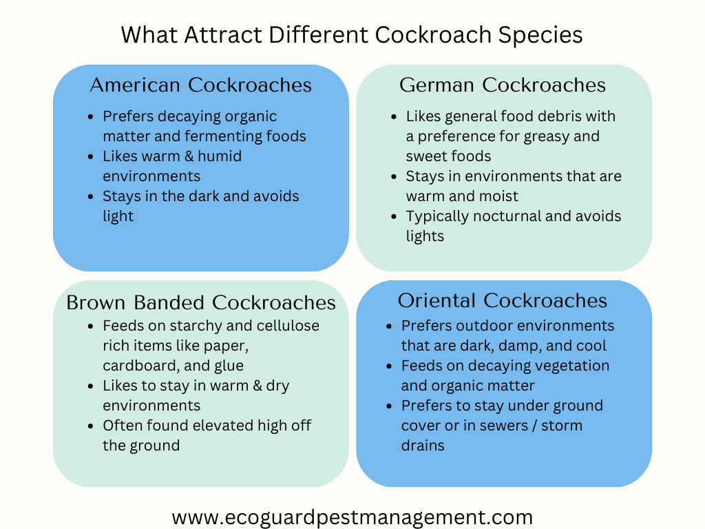 What Attracts Cockroaches into Your Home? | EcoGuard