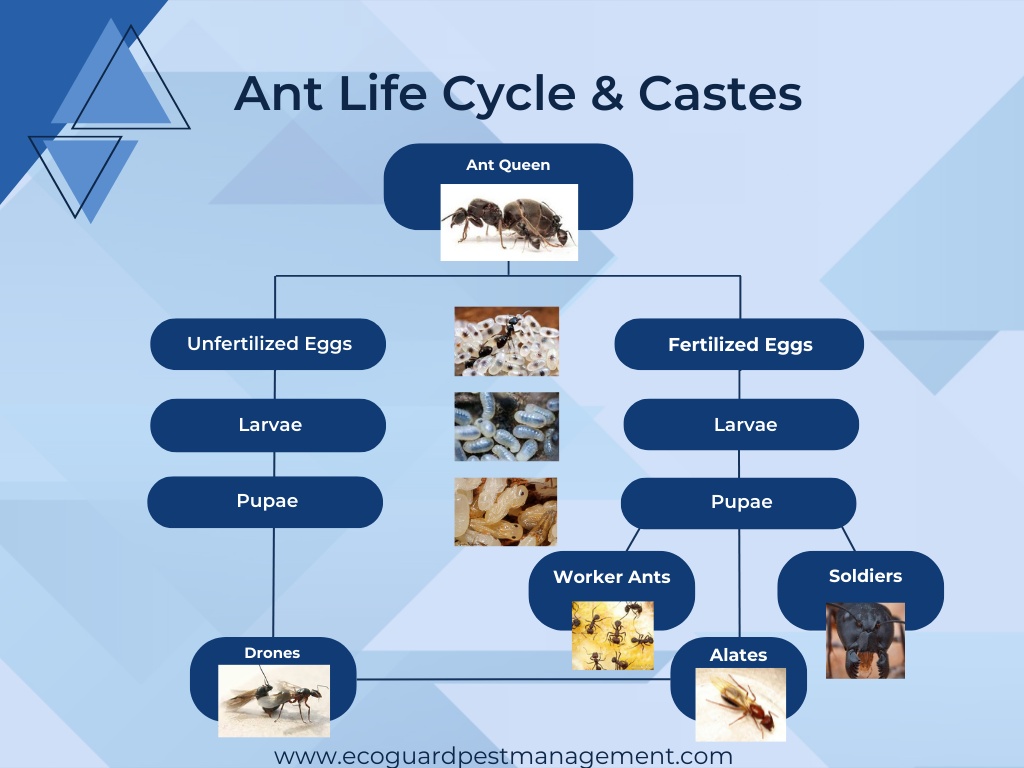 How Long Do Ants Live? Guide to Ant’s Life Cycle