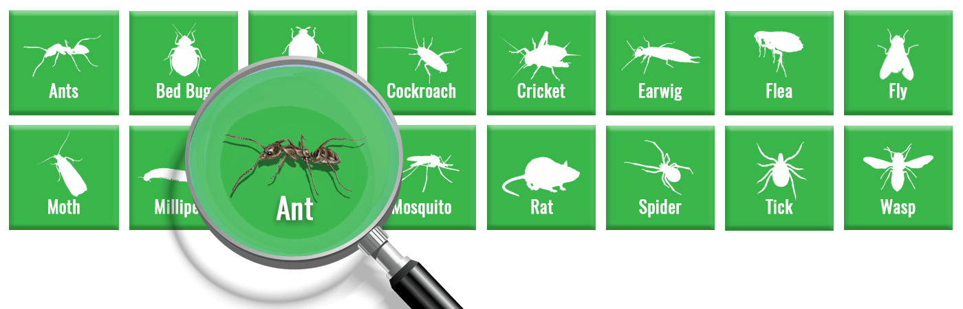 How Long Do Ants Live? Guide to Ant’s Life Cycle