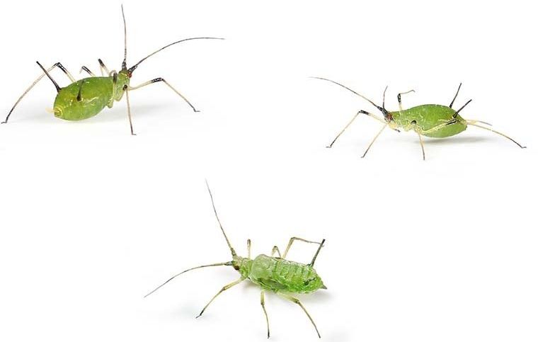 What are Aphids & What Do They Look Like? | EcoGuard