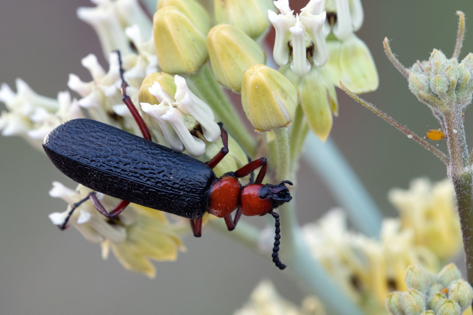 Common Types of North American Beetles Around Your Home | EcoGuard