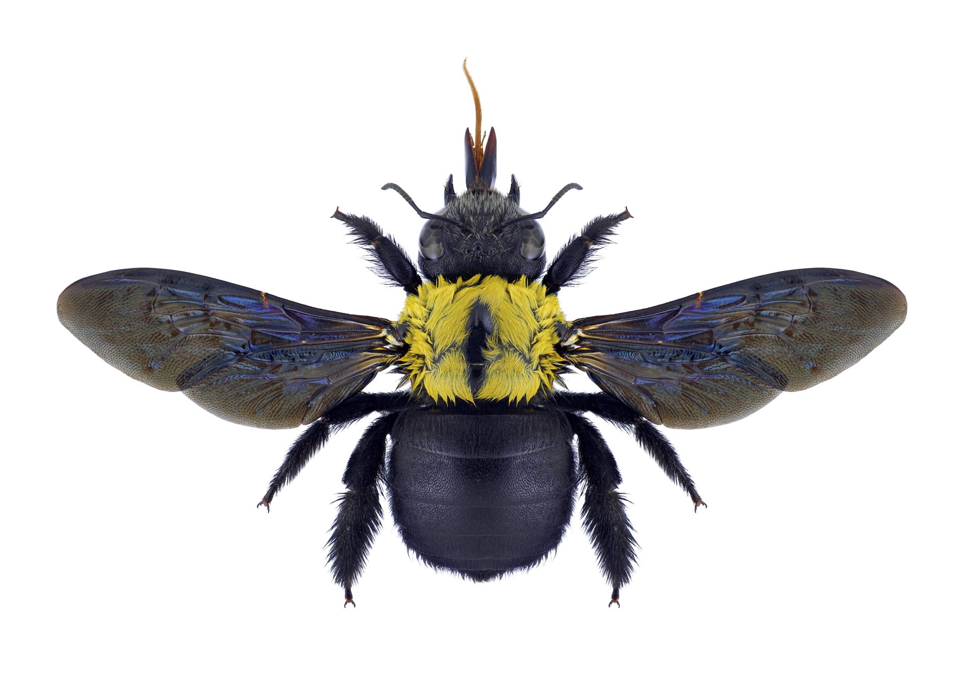 Common Insects That Eat Wood | EcoGuard Pest Management