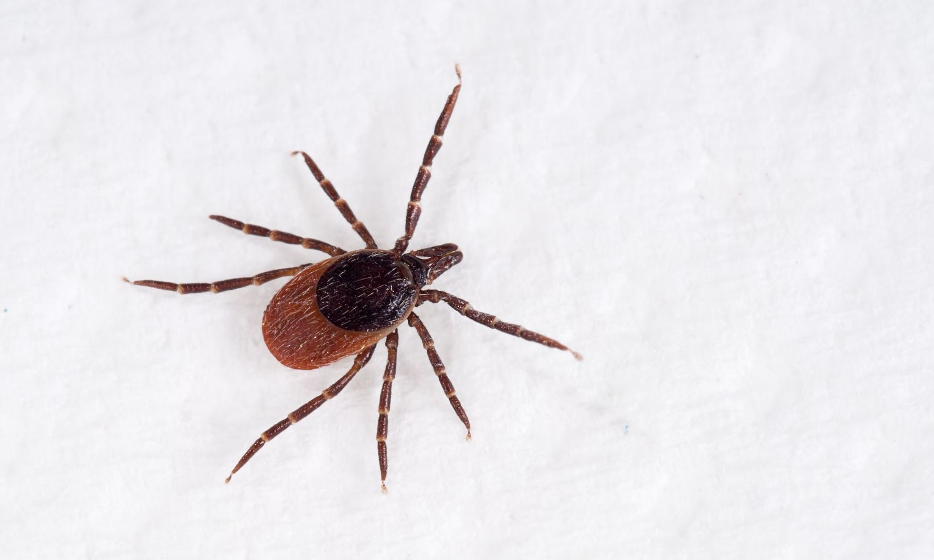 What’s the Difference Between a Deer Tick vs Wood Tick? | EcoGuard