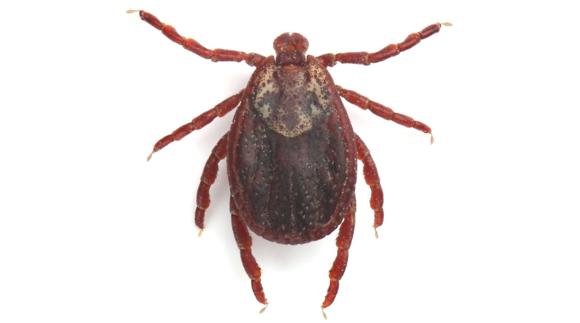 Different Types of Ticks Found in the United States | EcoGuard