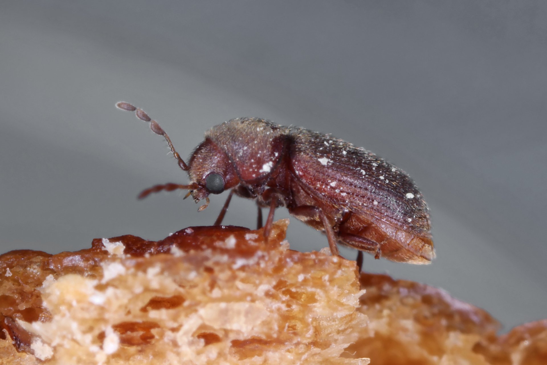 Common Types of North American Beetles Around Your Home | EcoGuard