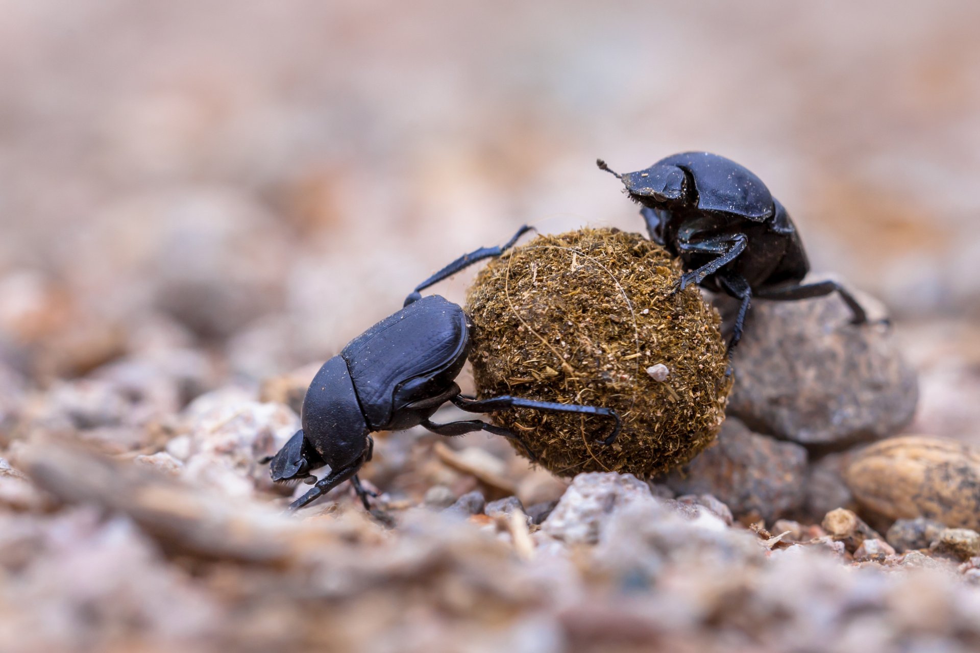 Common Types of North American Beetles Around Your Home | EcoGuard