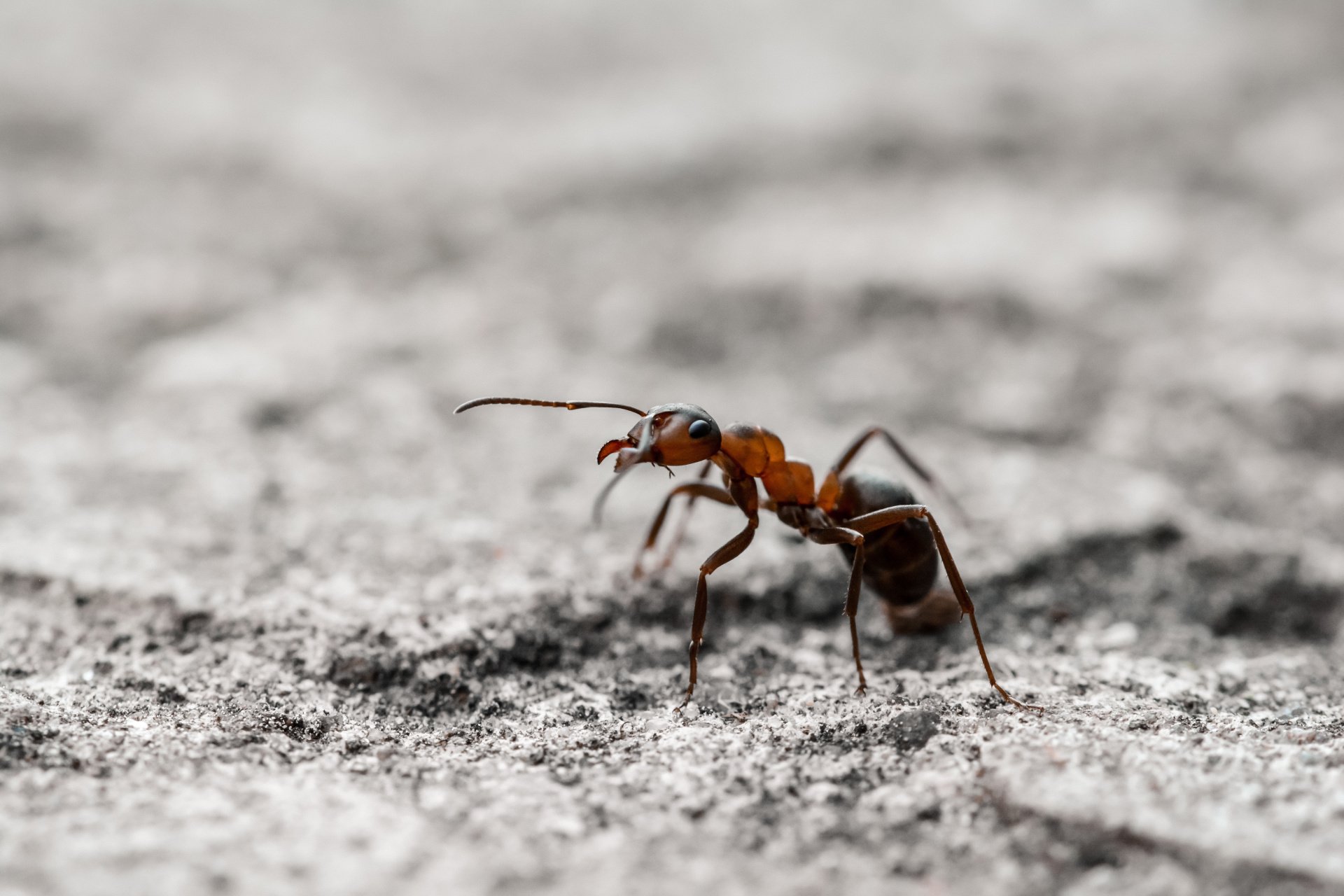 Different Types of Ants Commonly Found in Your Home
