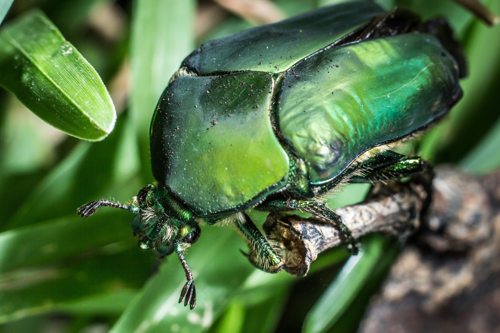 Common Types of North American Beetles Around Your Home | EcoGuard
