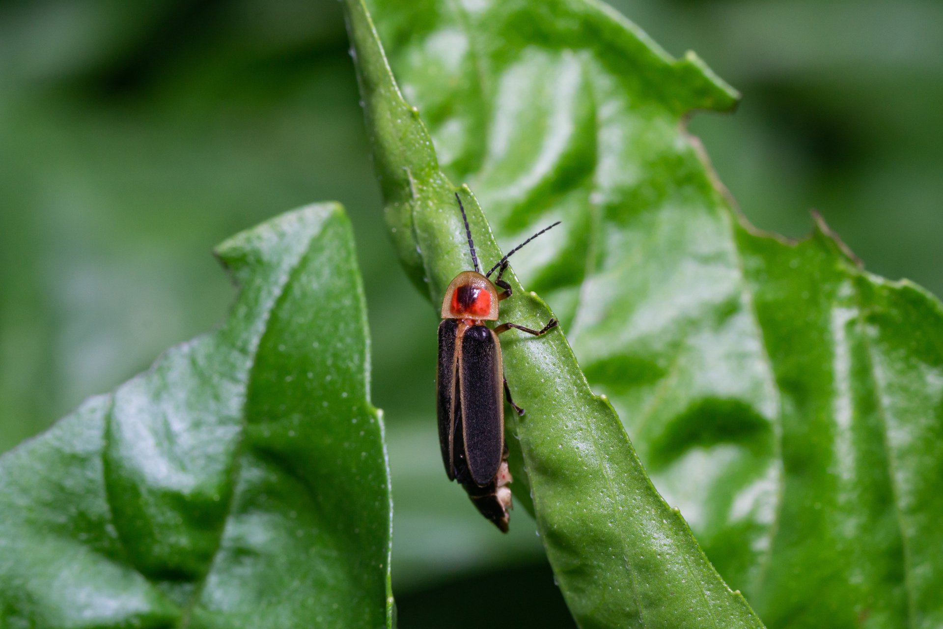 Common Types of North American Beetles Around Your Home | EcoGuard