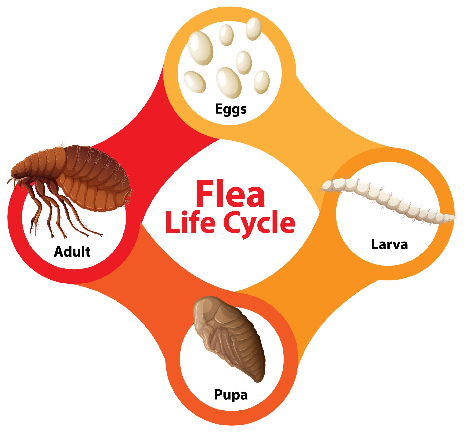 How to Disrupt and Stop the Flea Life Cycle | EcoGuard