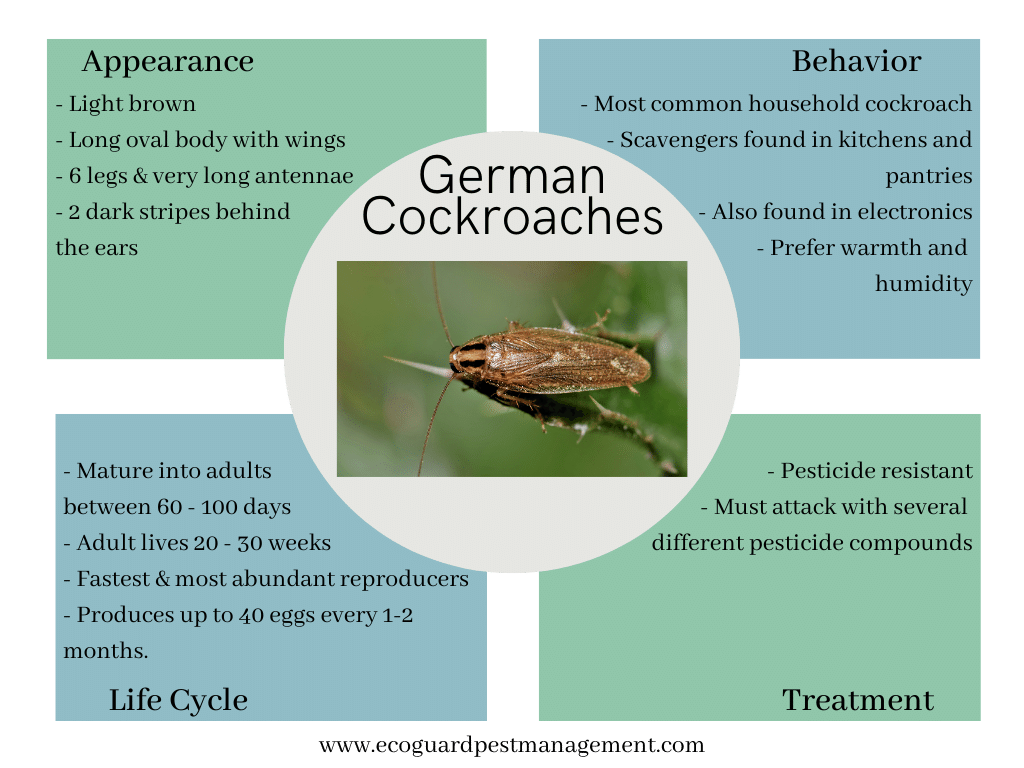 Different Types of Cockroaches & Facts About Them | EcoGuard