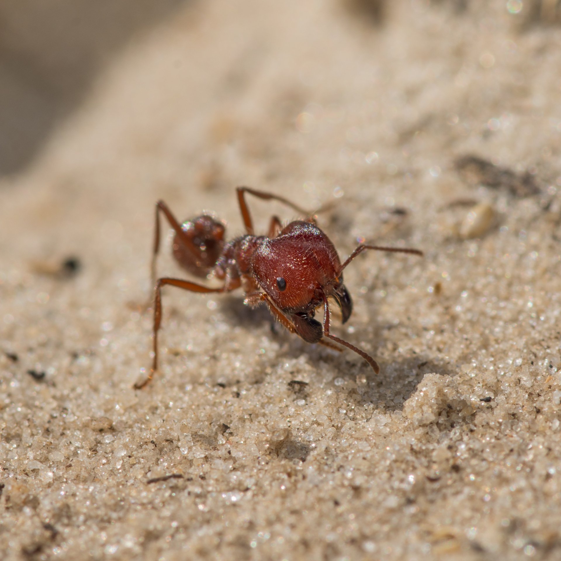 Different Types of Ants Commonly Found in Your Home