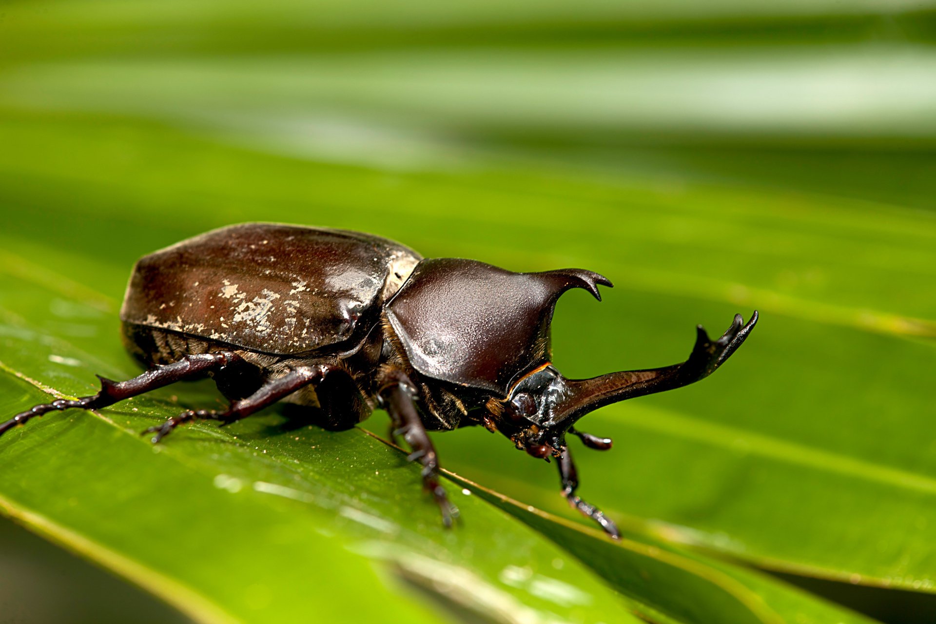 Common Types of North American Beetles Around Your Home | EcoGuard