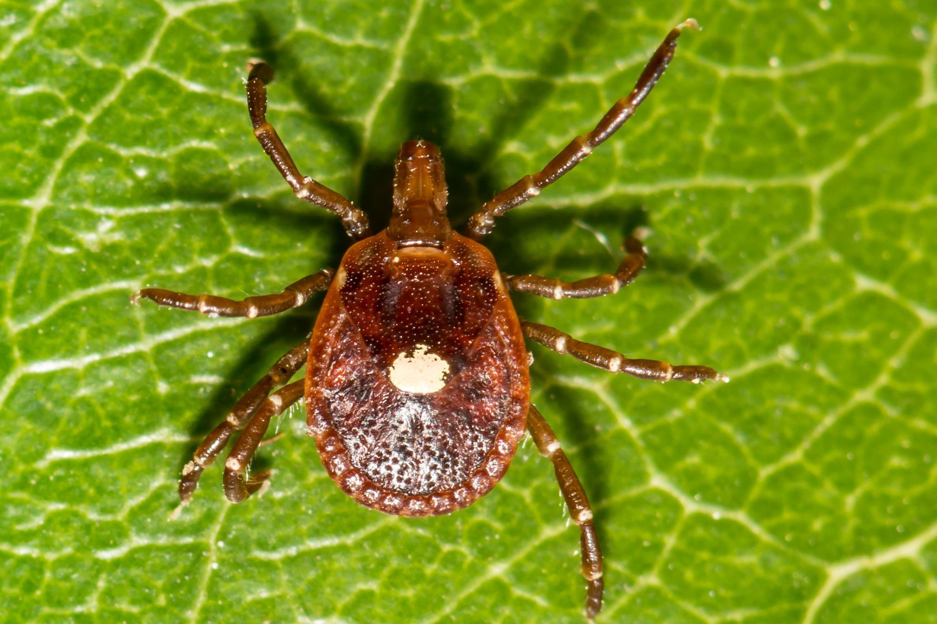 Different Types of Ticks Found in the United States | EcoGuard