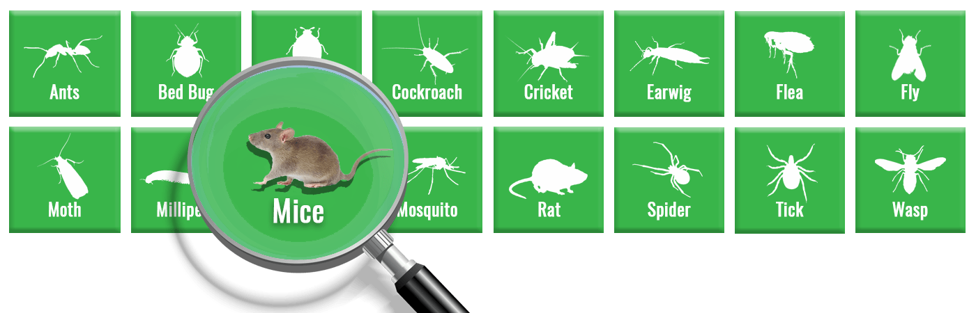 What Are Mice? Mice Facts & Information | EcoGuard