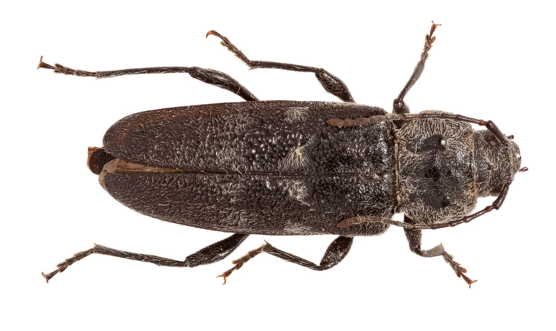 Common Insects That Eat Wood | EcoGuard Pest Management