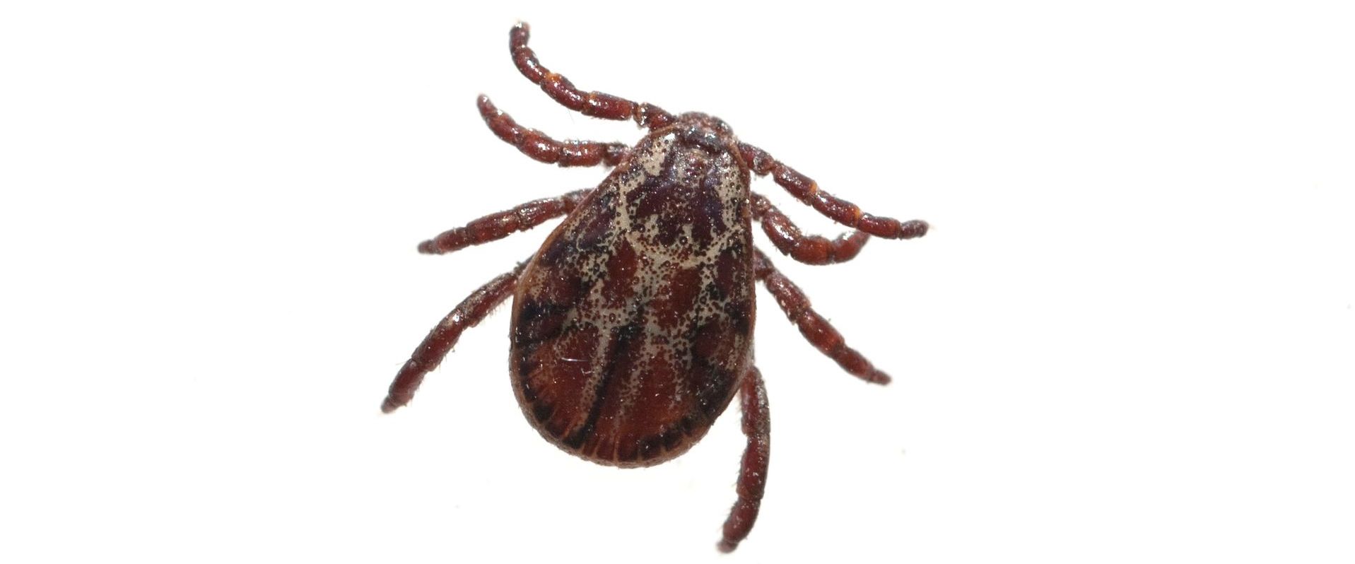 Different Types of Ticks Found in the United States | EcoGuard