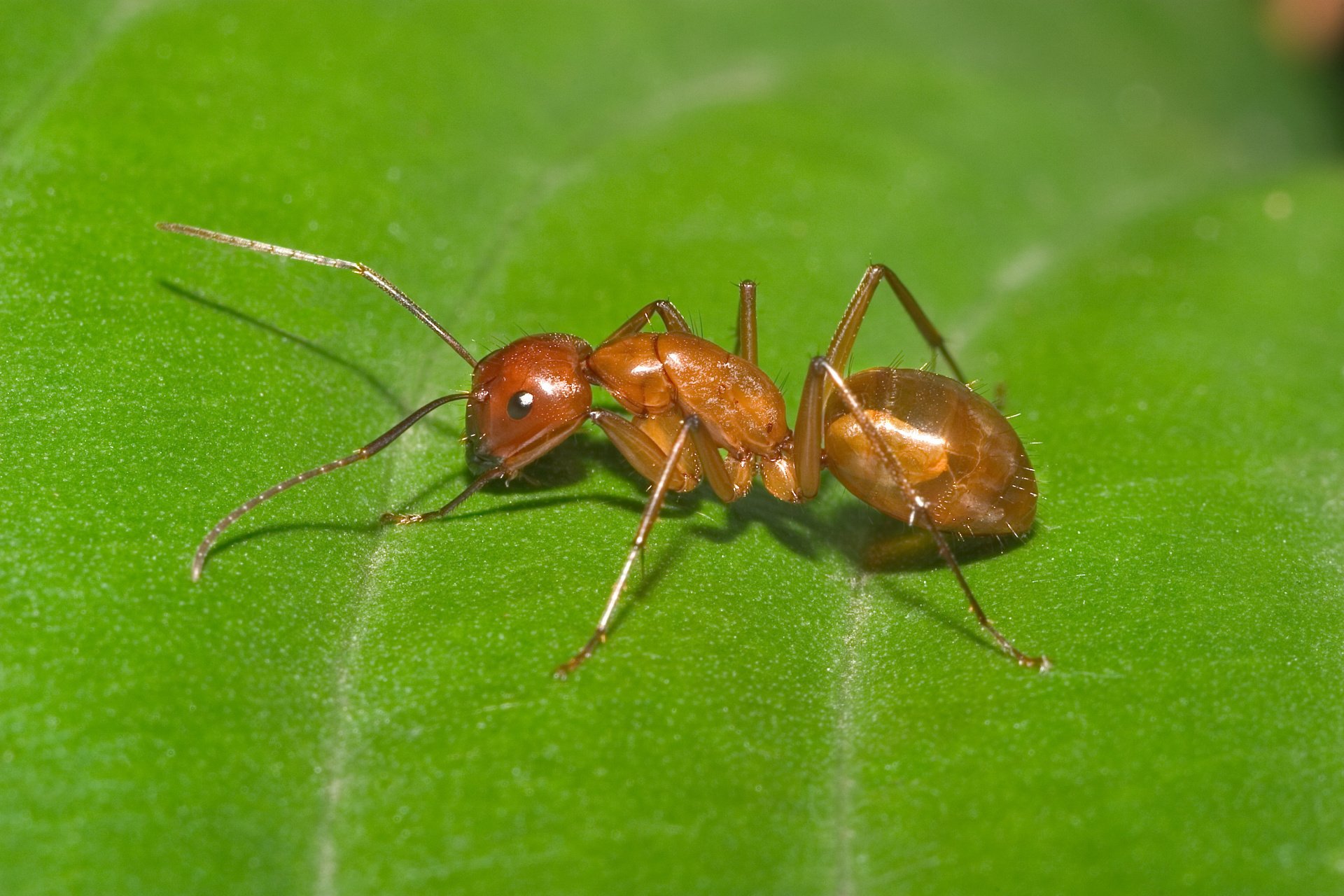 Different Types of Ants Commonly Found in Your Home