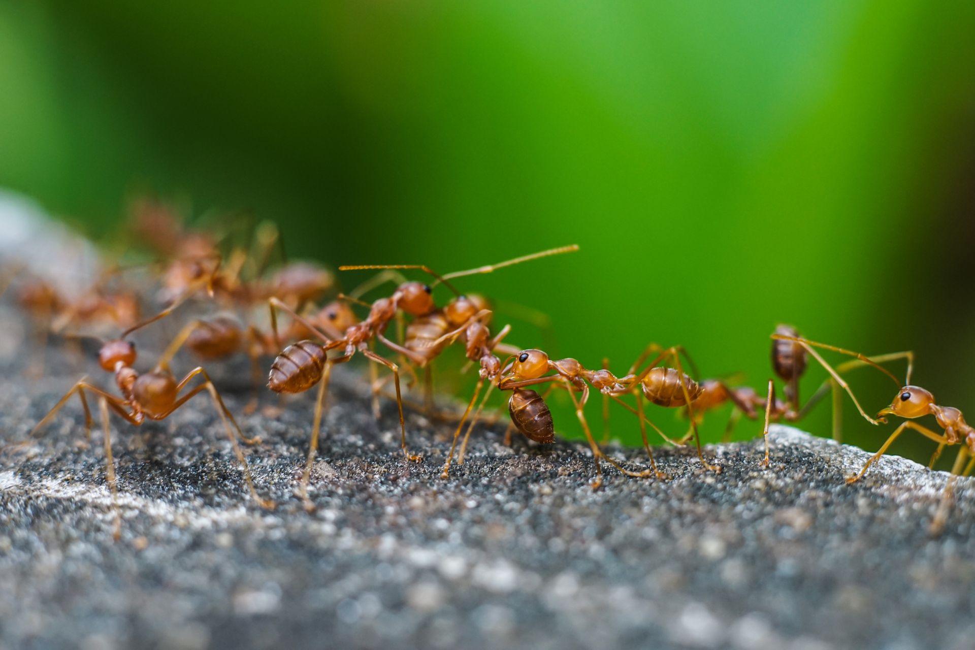 What Are Red Ants? | EcoGuard Pest Management