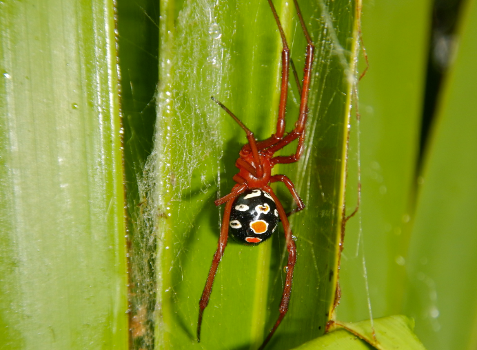 Most Venomous Spiders Around the World and North America