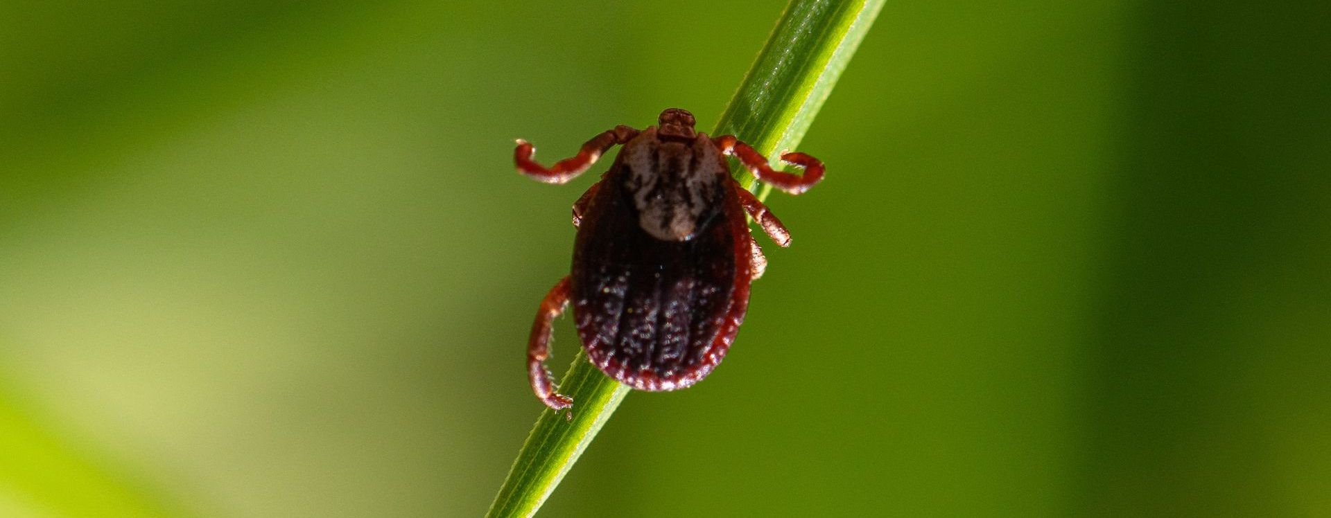 Different Types of Ticks Found in the United States | EcoGuard