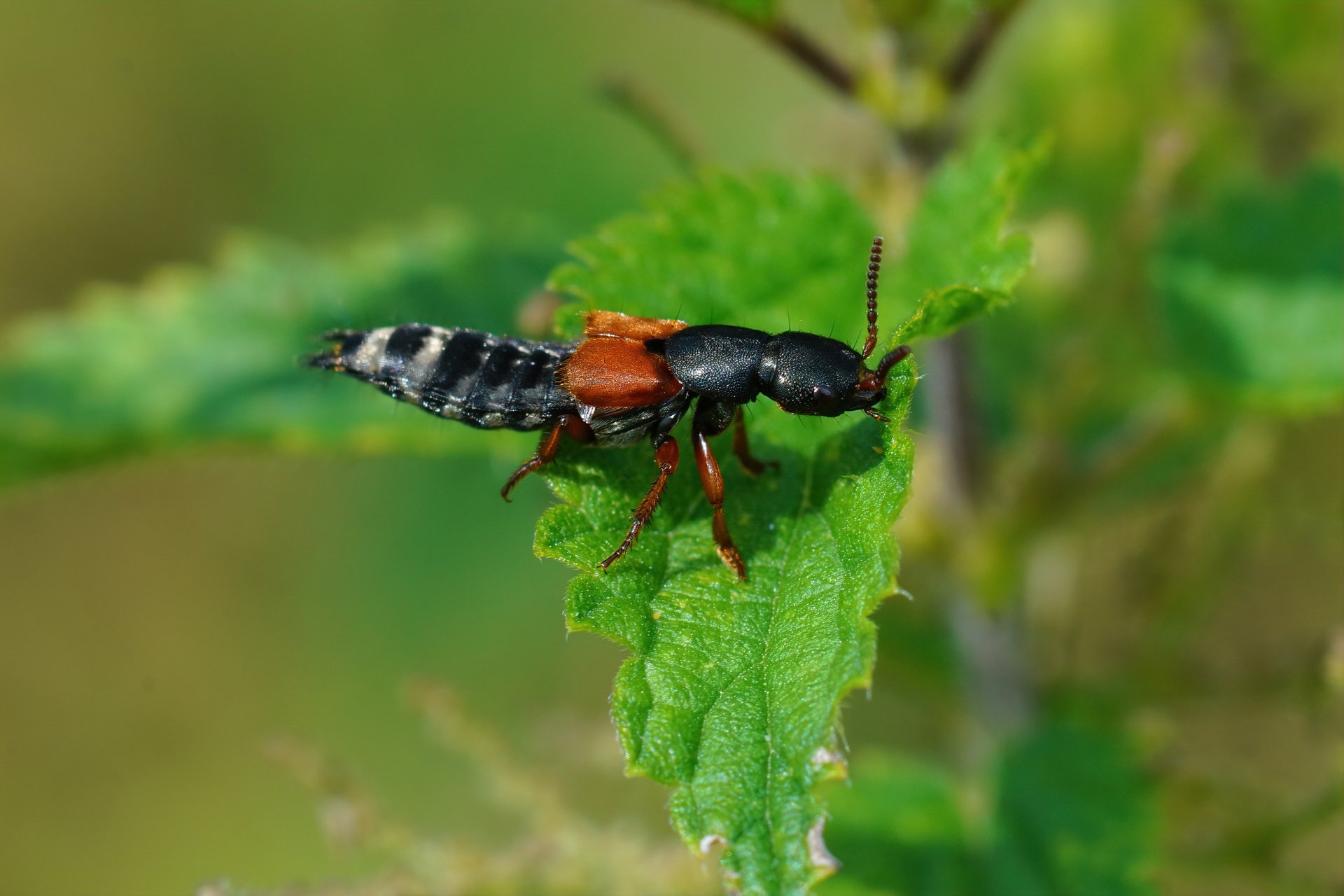 Common Types of North American Beetles Around Your Home | EcoGuard