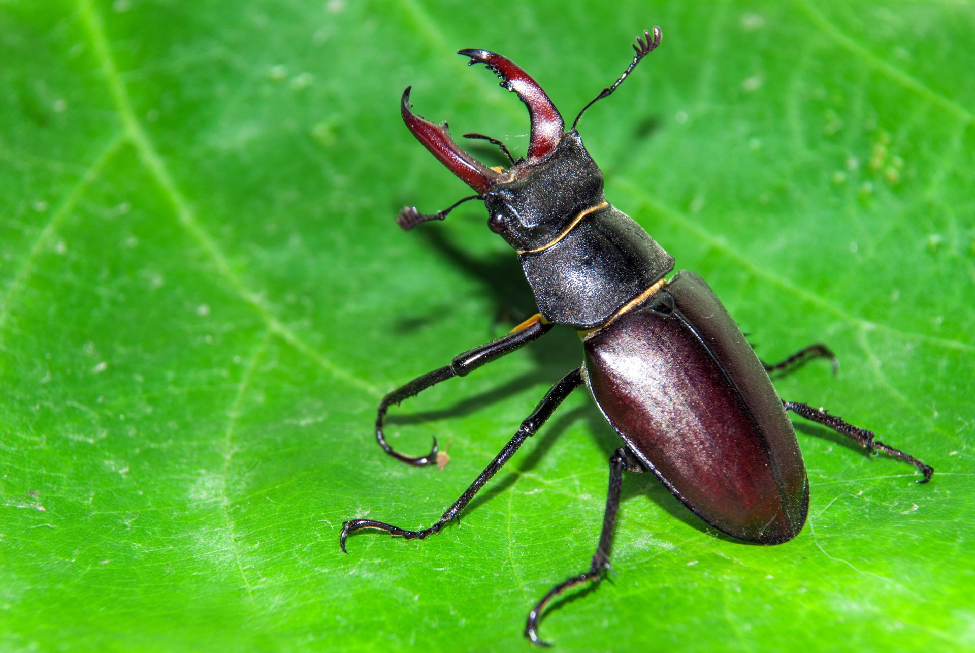 Common Types of North American Beetles Around Your Home | EcoGuard
