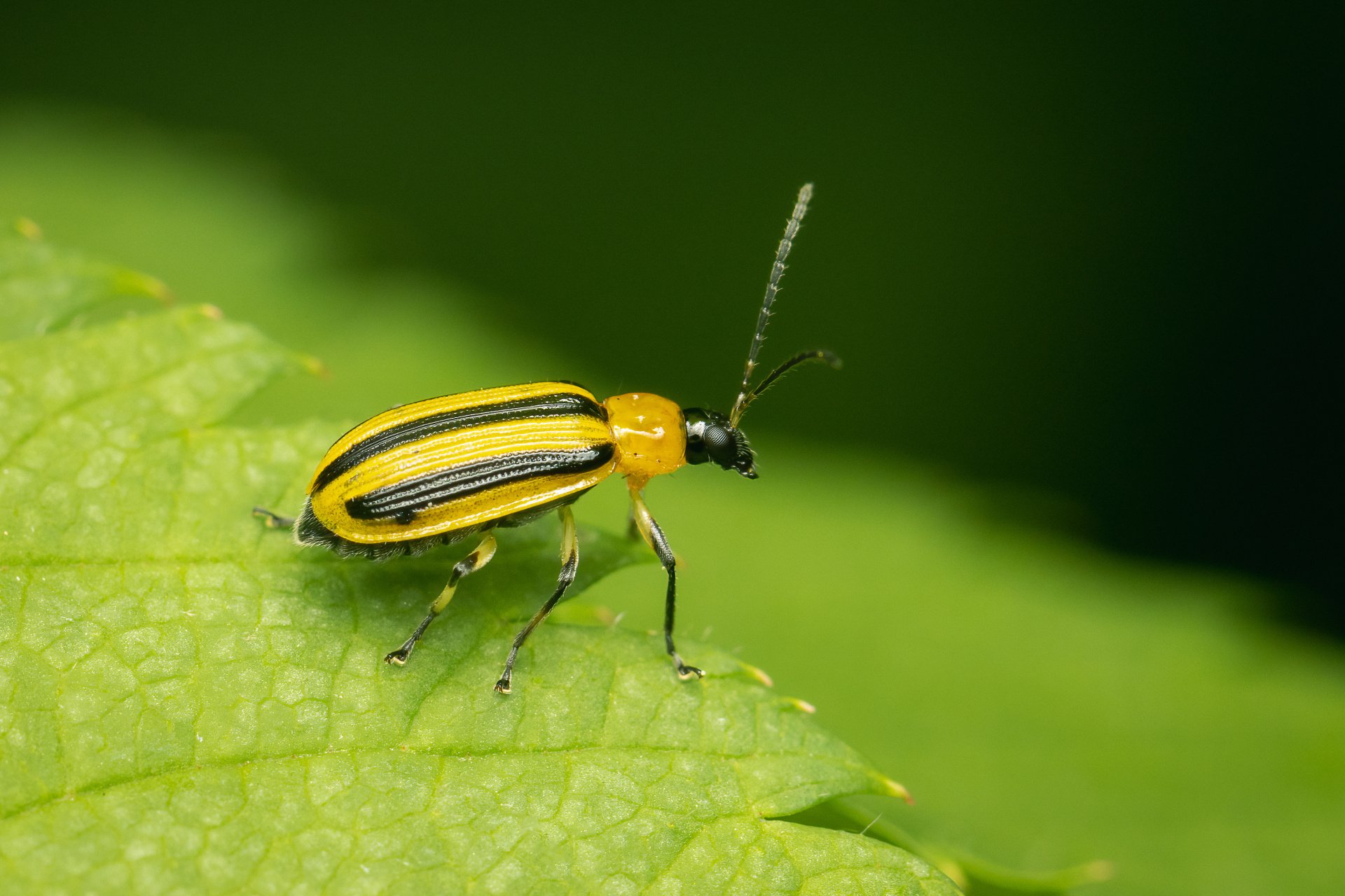 Common Types of North American Beetles Around Your Home | EcoGuard