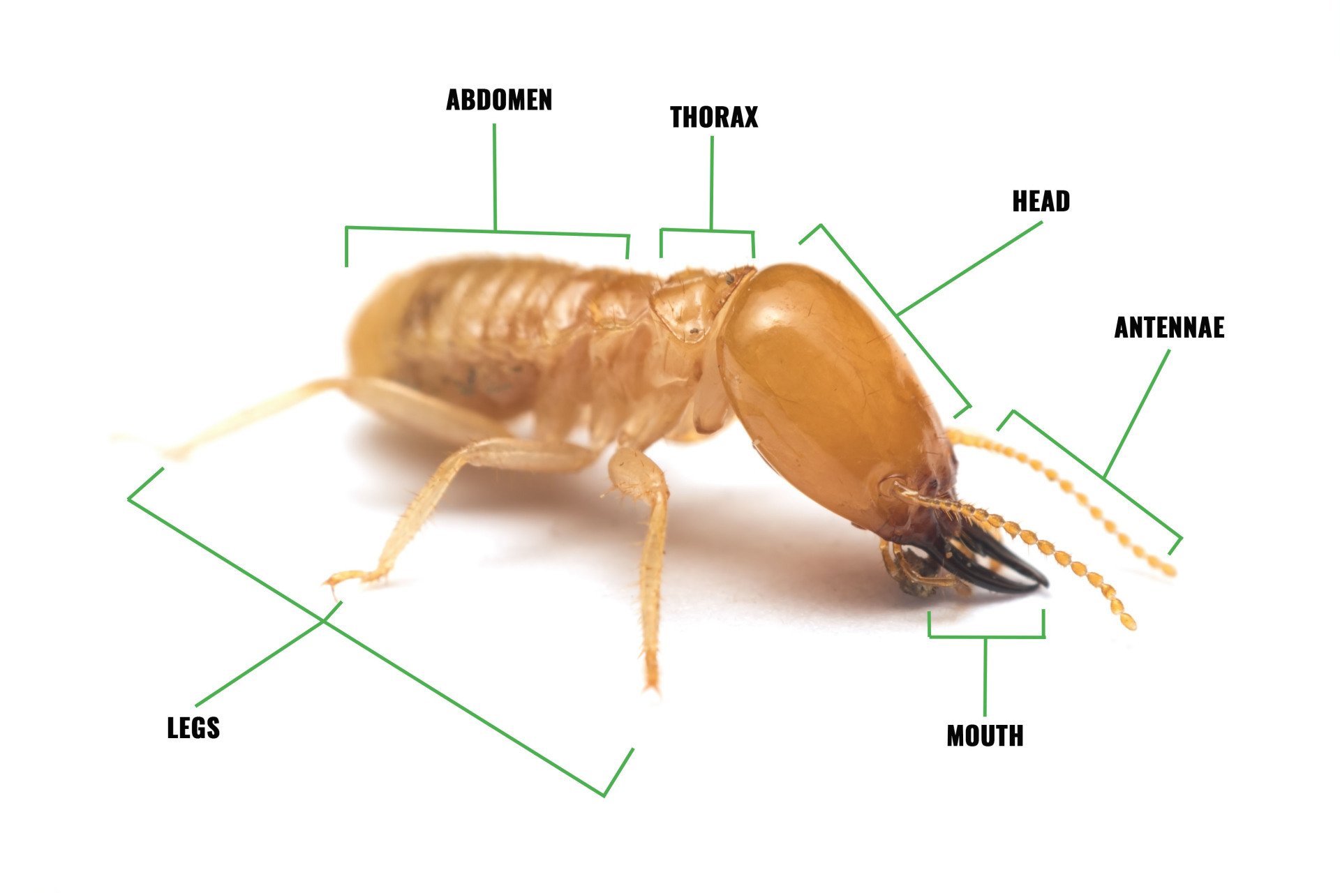 What are Termites?