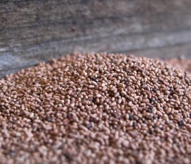 Termite Droppings: Is Termite Frass a Bad Sign? | EcoGuard