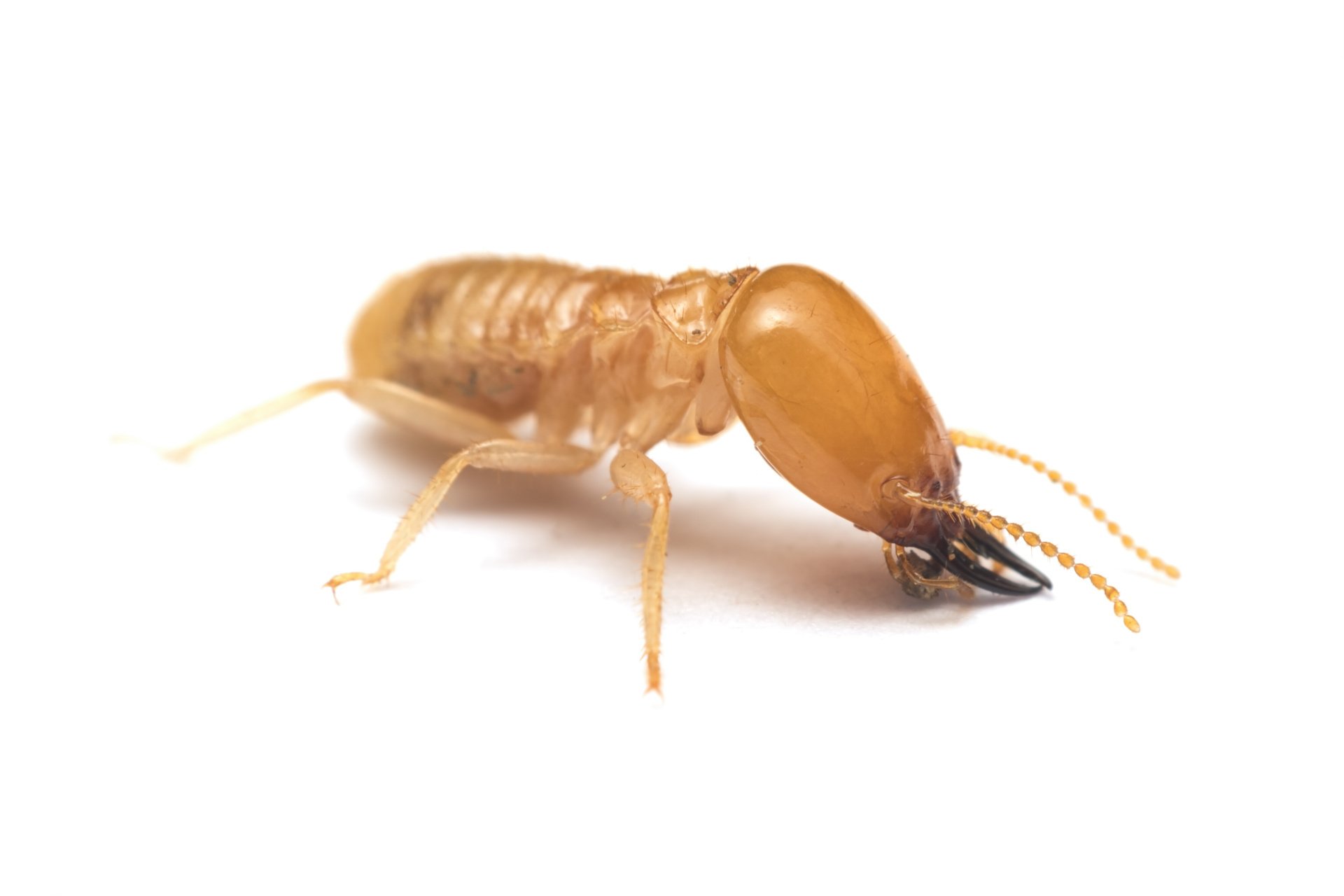 Common Insects That Eat Wood | EcoGuard Pest Management