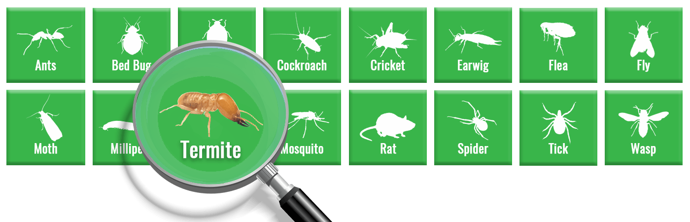 Termite Life Cycle and Life Span | EcoGuard Pest Management