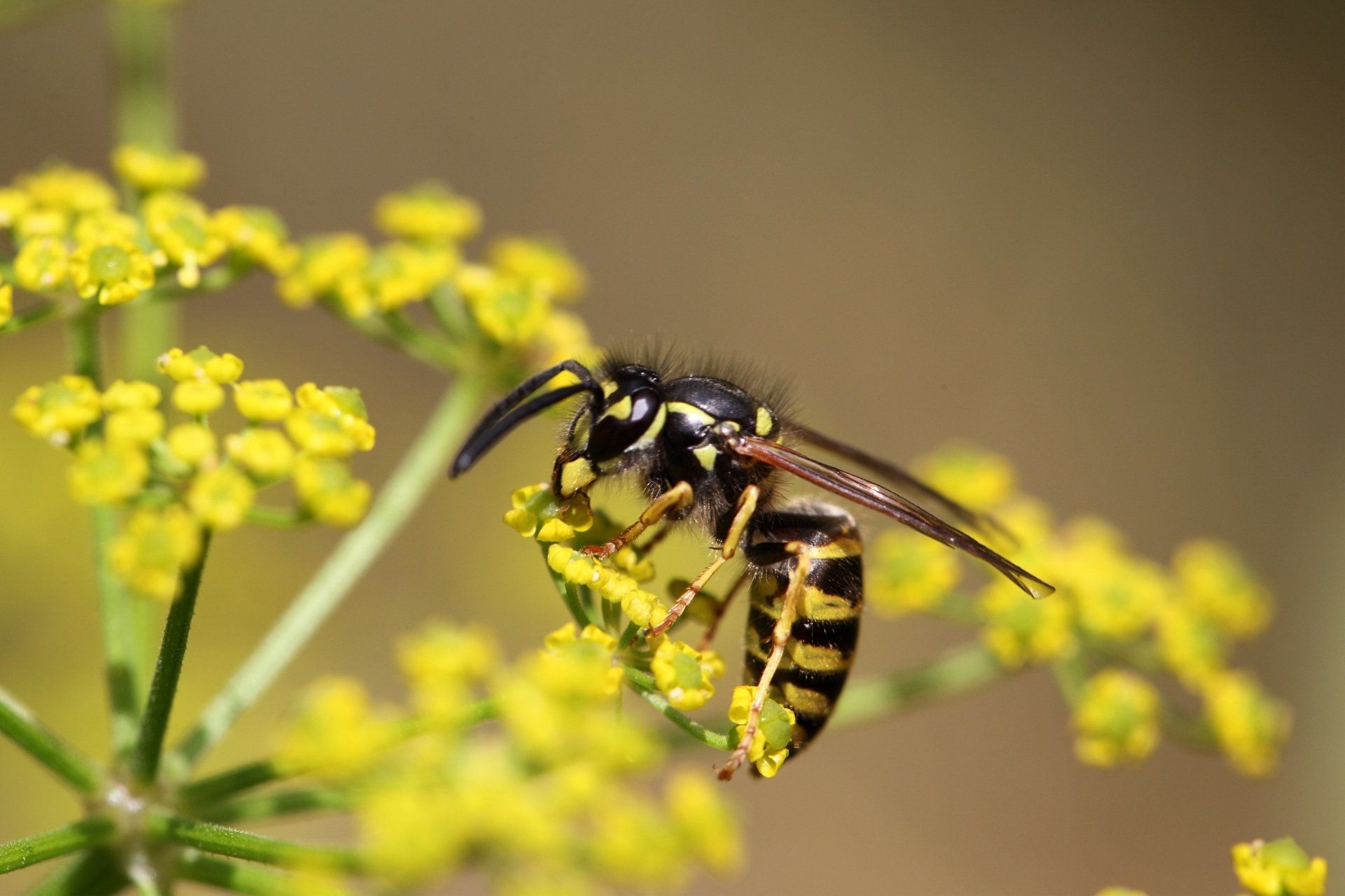 Do Wasps Pollinate Flowers and Other Plants? | EcoGuard
