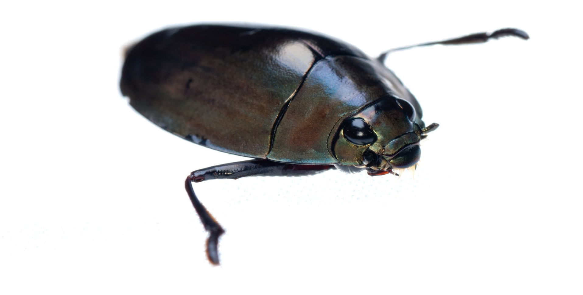 Common Types of North American Beetles Around Your Home | EcoGuard