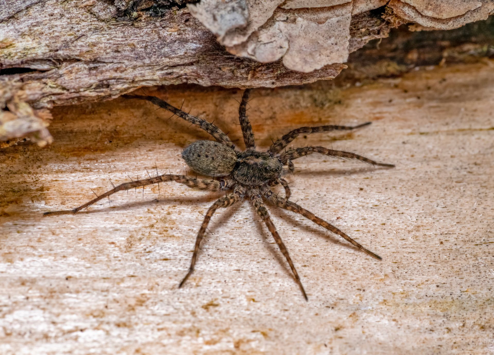 Most Venomous Spiders Around the World and North America - Geo Super