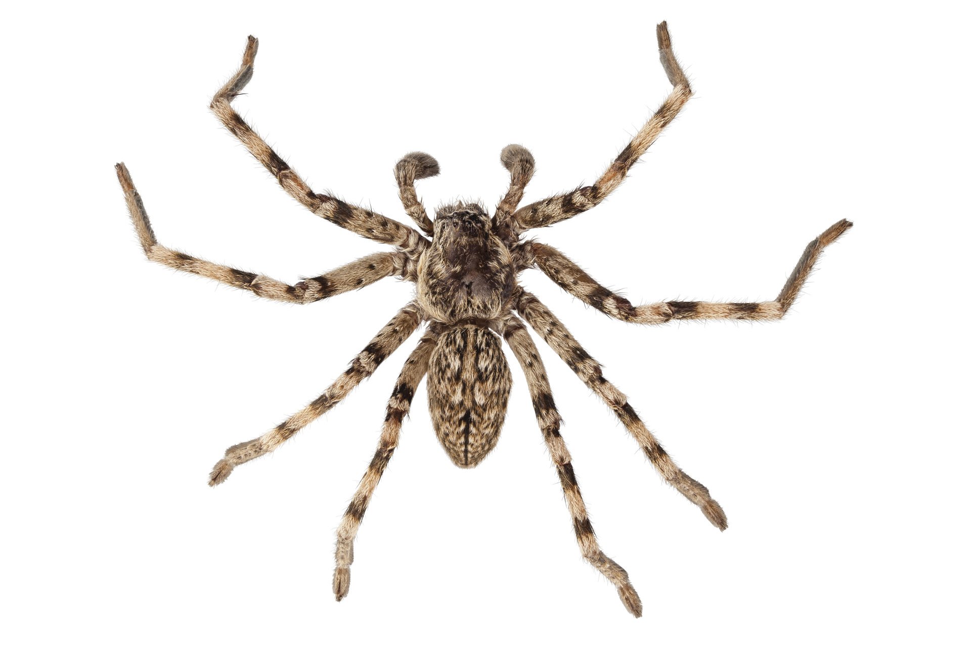 Are Wolf Spiders Poisonous Are Wolf Spiders Dangerous 