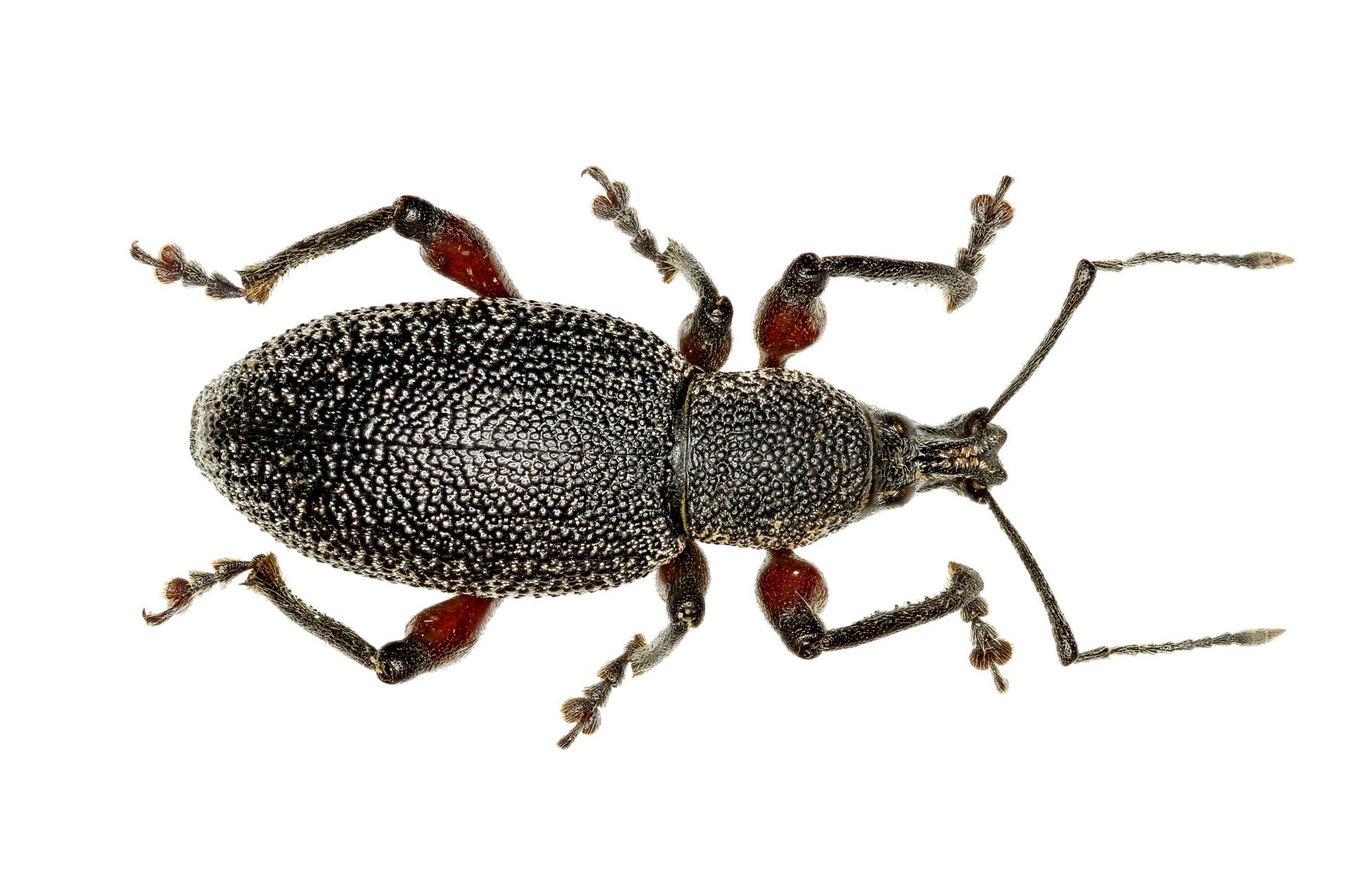 Common Insects That Eat Wood | EcoGuard Pest Management