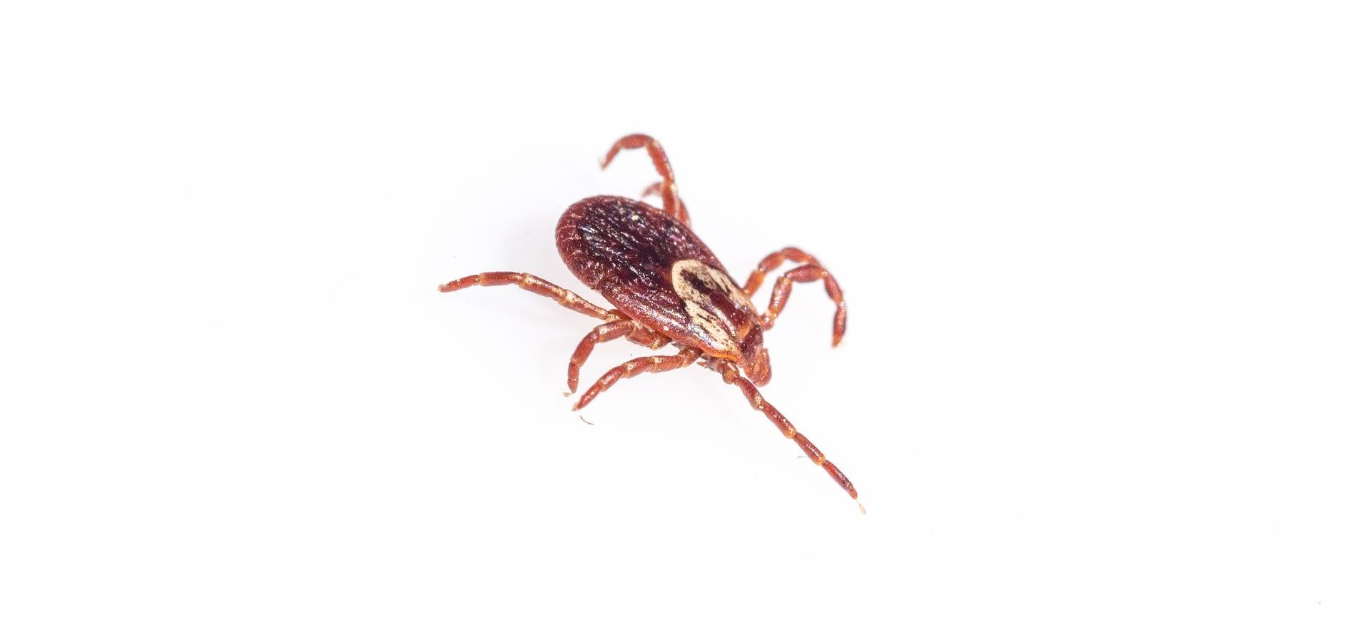 What’s the Difference Between a Deer Tick vs Wood Tick? | EcoGuard