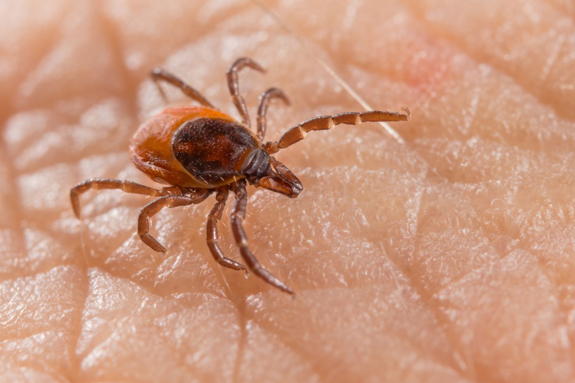 Different Types of Ticks Found in the United States | EcoGuard