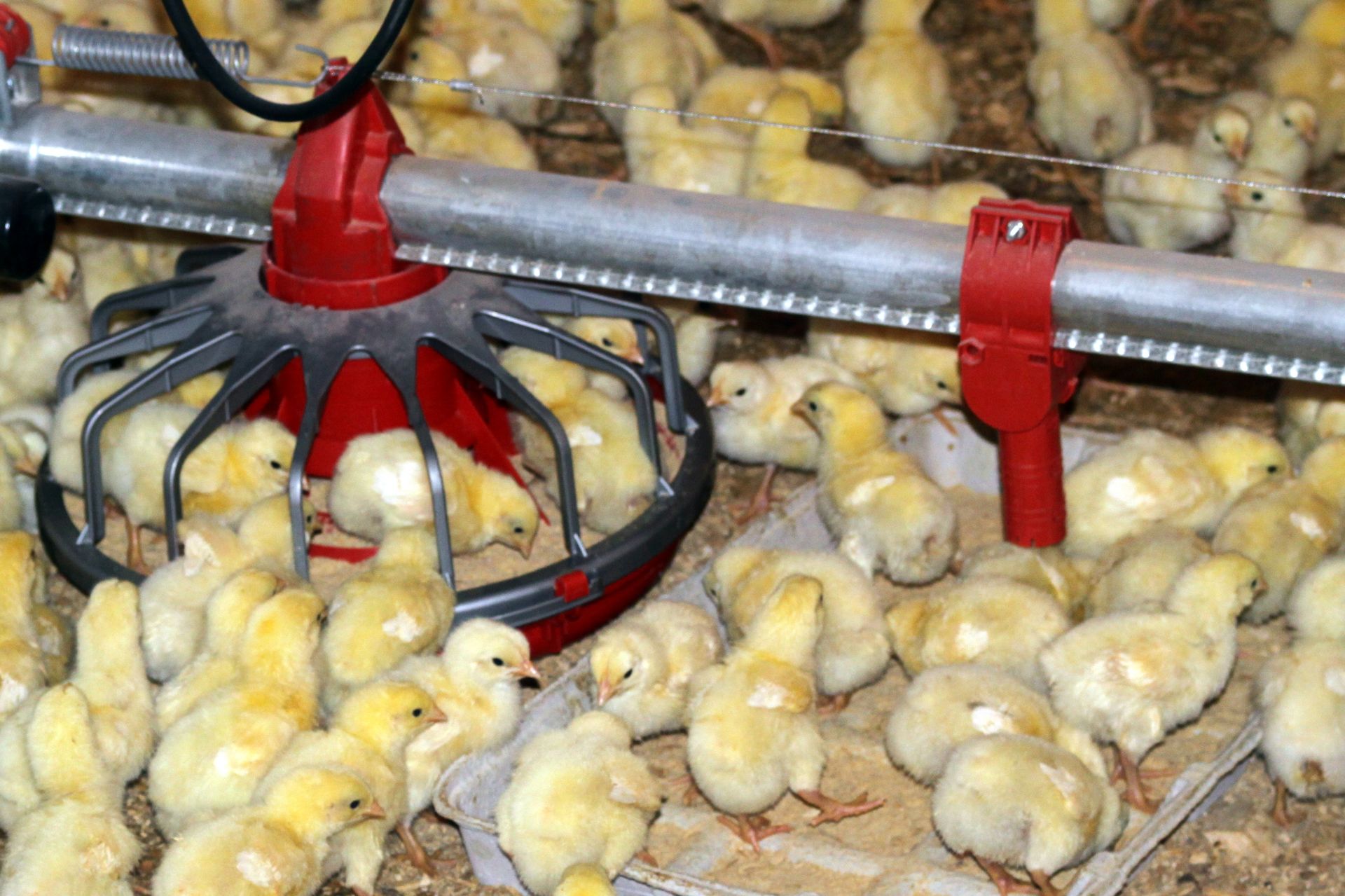 Farm Supply | Center, TX | Borders Poultry Supply