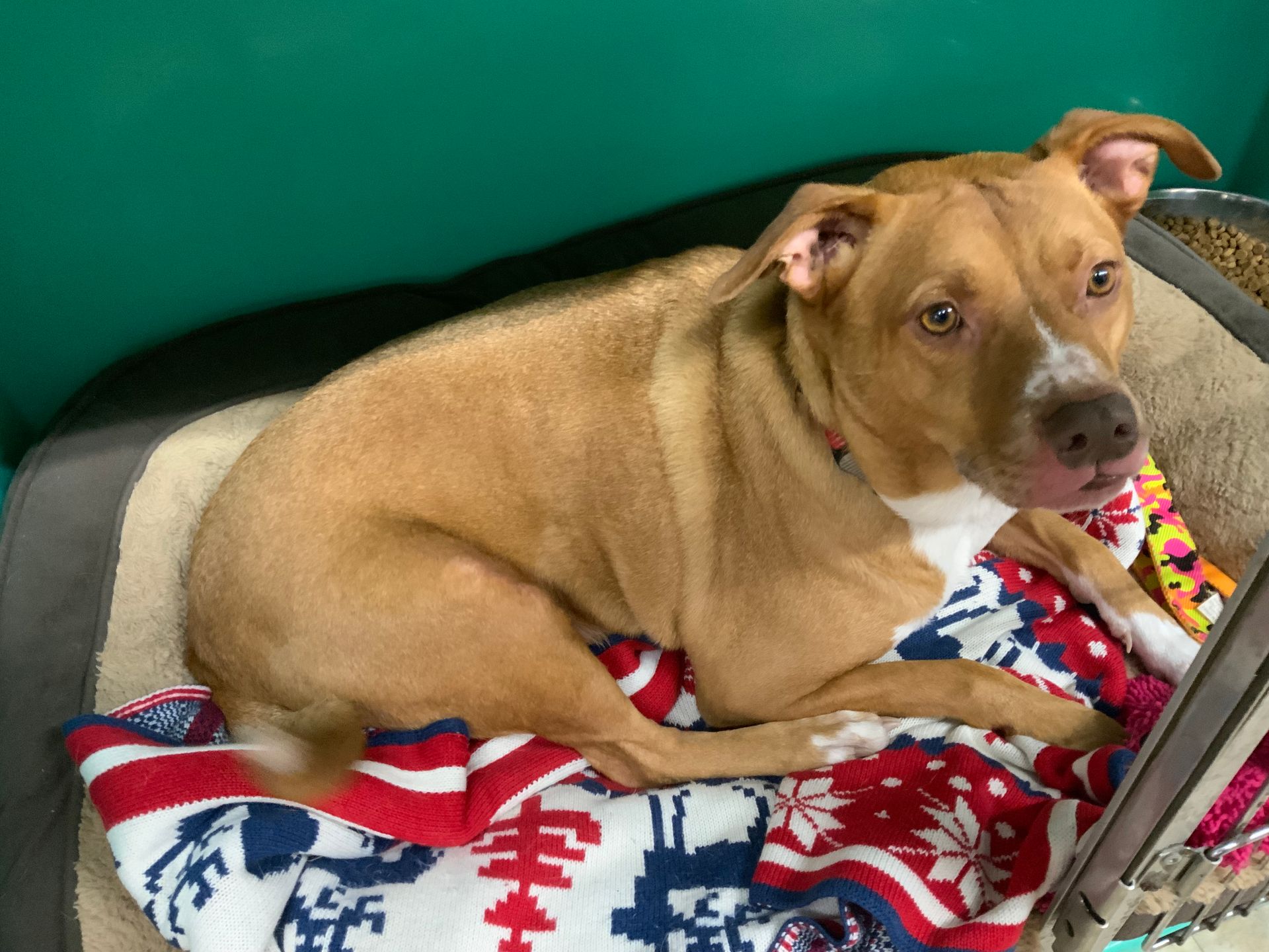 Dog Rescue | Cincinnati, OH | Animal House