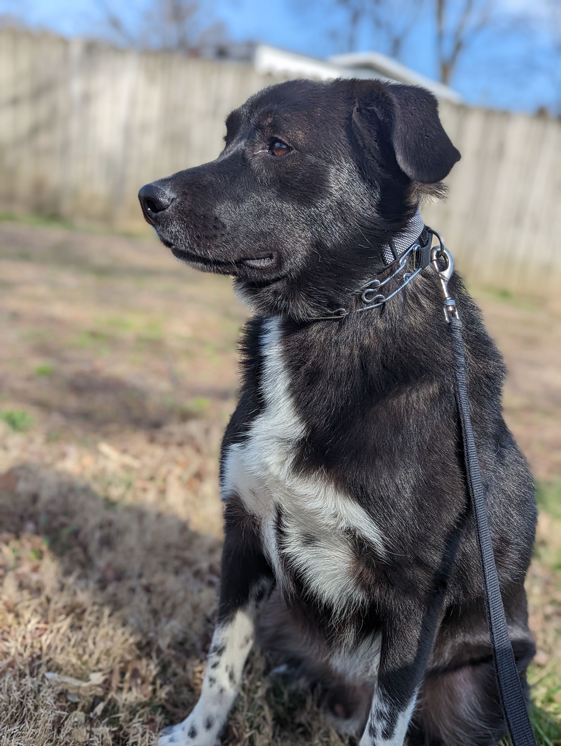 Dog Rescue | Cincinnati, OH | Animal House