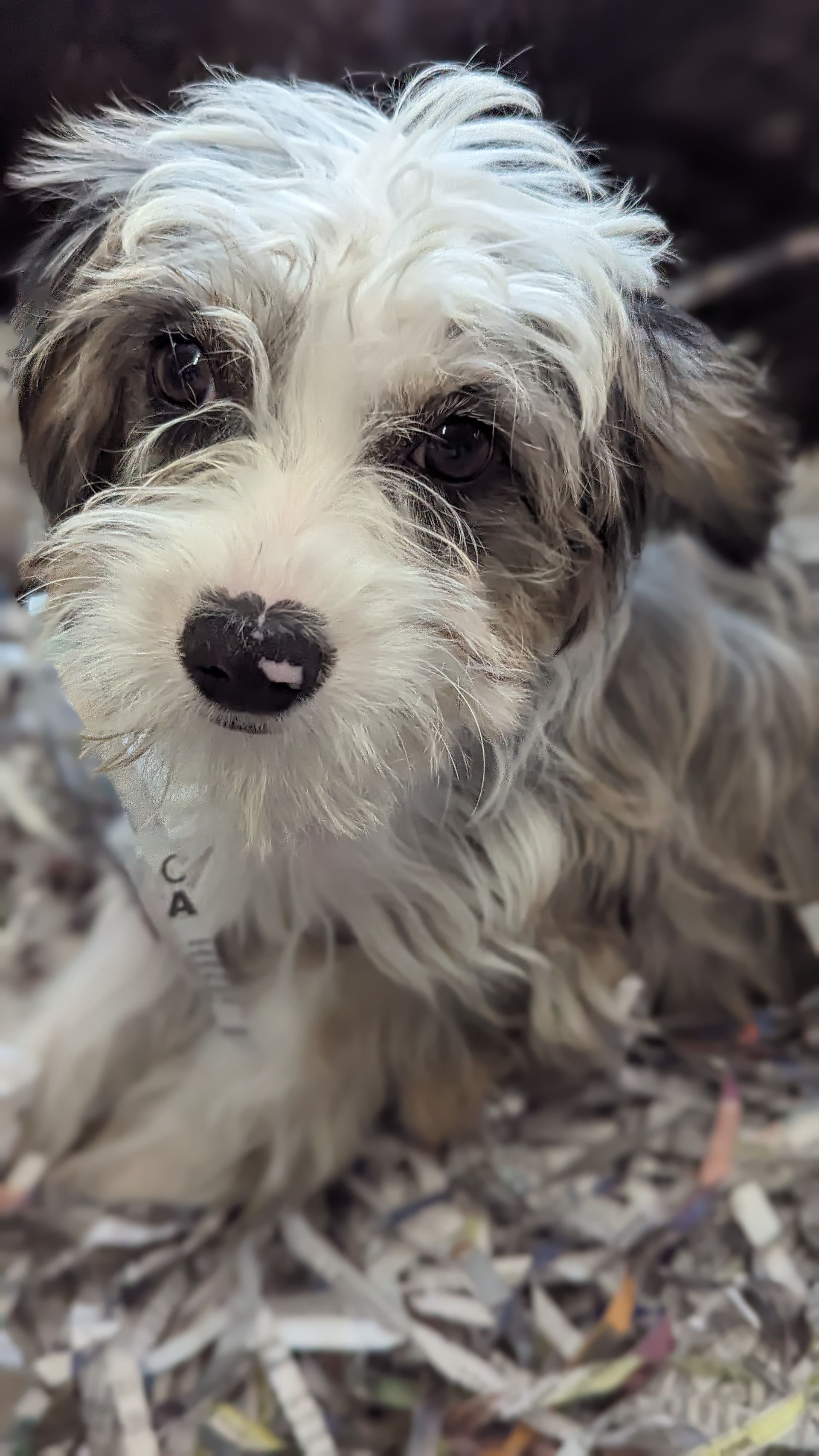 Dog Rescue | Cincinnati, OH | Animal House