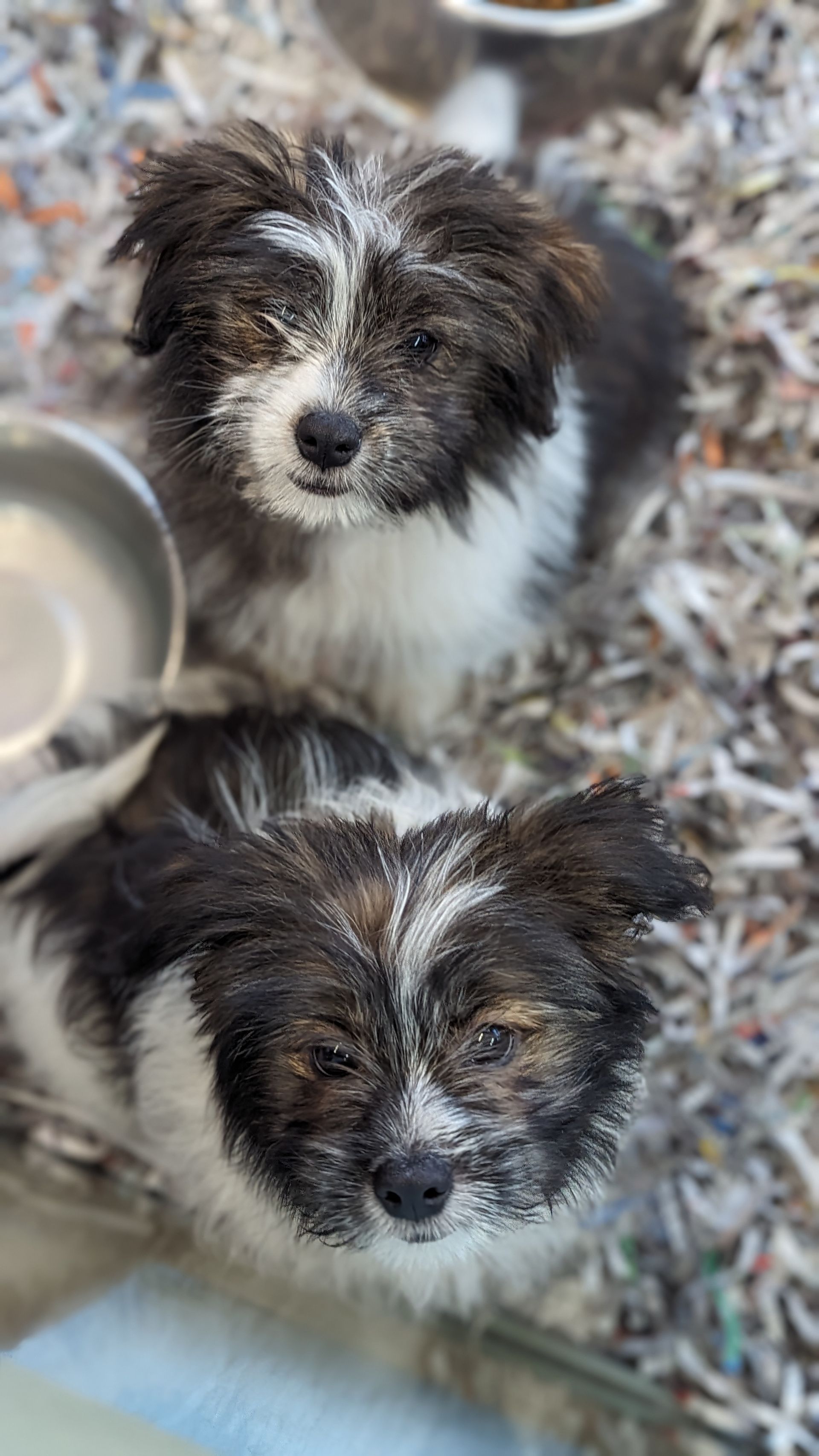 Dog Rescue | Cincinnati, OH | Animal House