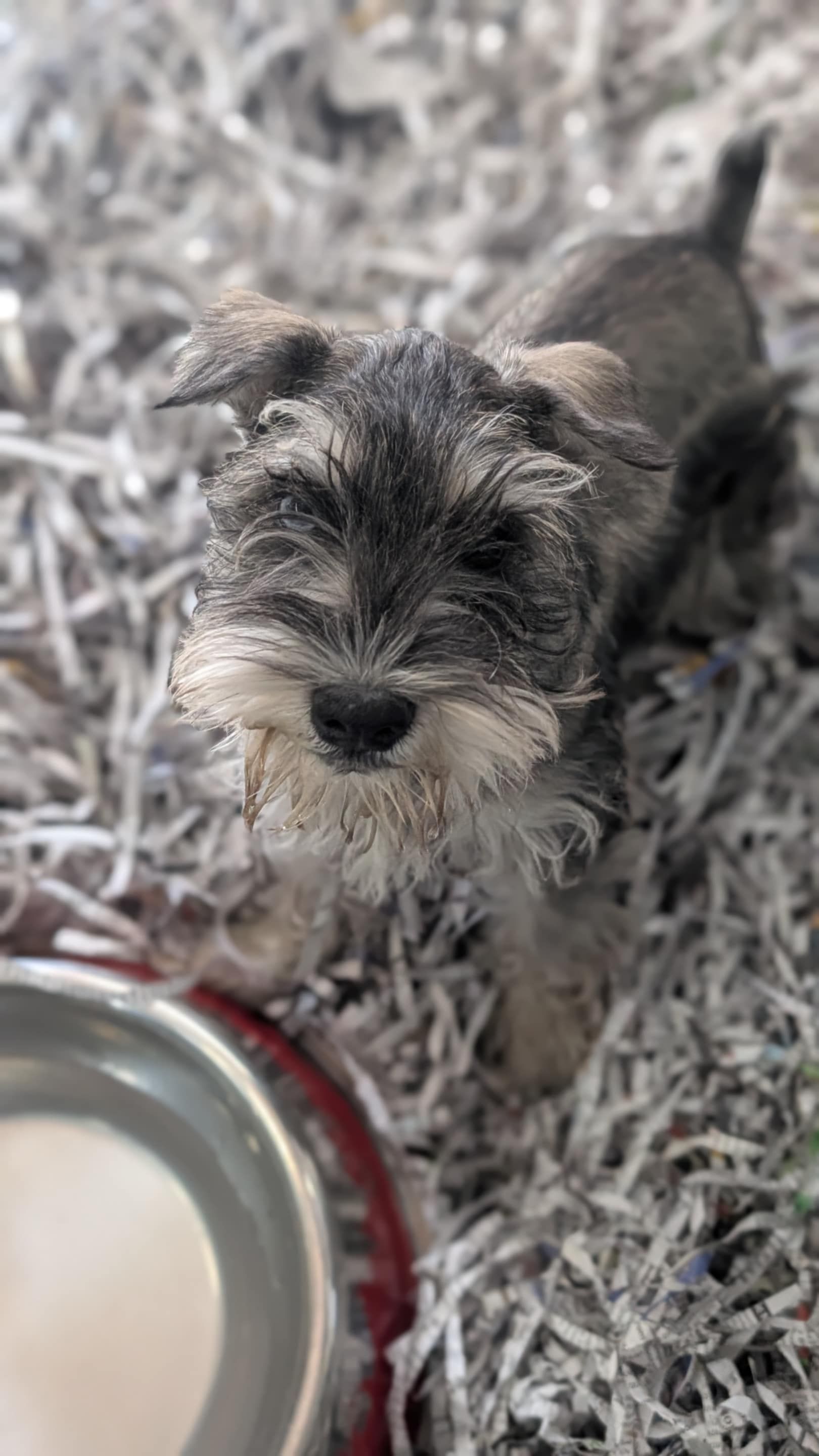 Dog Rescue | Cincinnati, OH | Animal House