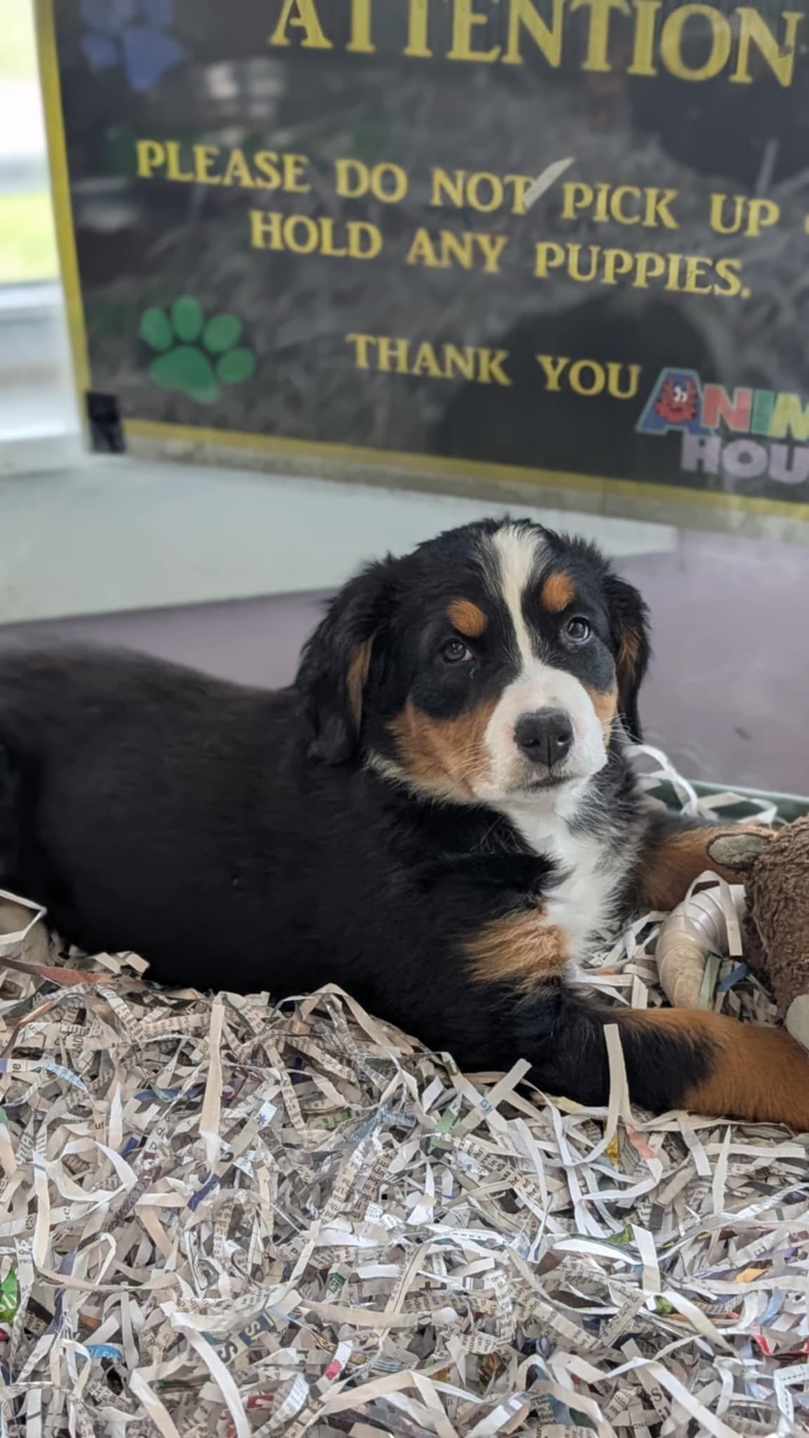 Dog Rescue | Cincinnati, OH | Animal House