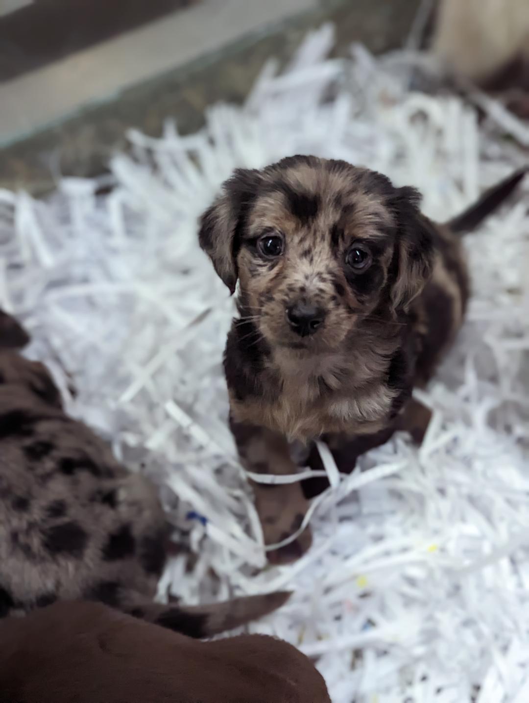 Dog Rescue | Cincinnati, OH | Animal House