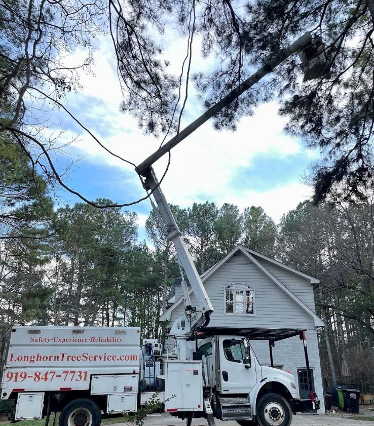 Safe Tree Care | Raleigh, NC | Longhorn Tree Service
