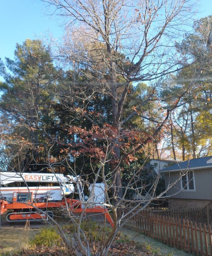 Safe Tree Care | Raleigh, NC | Longhorn Tree Service
