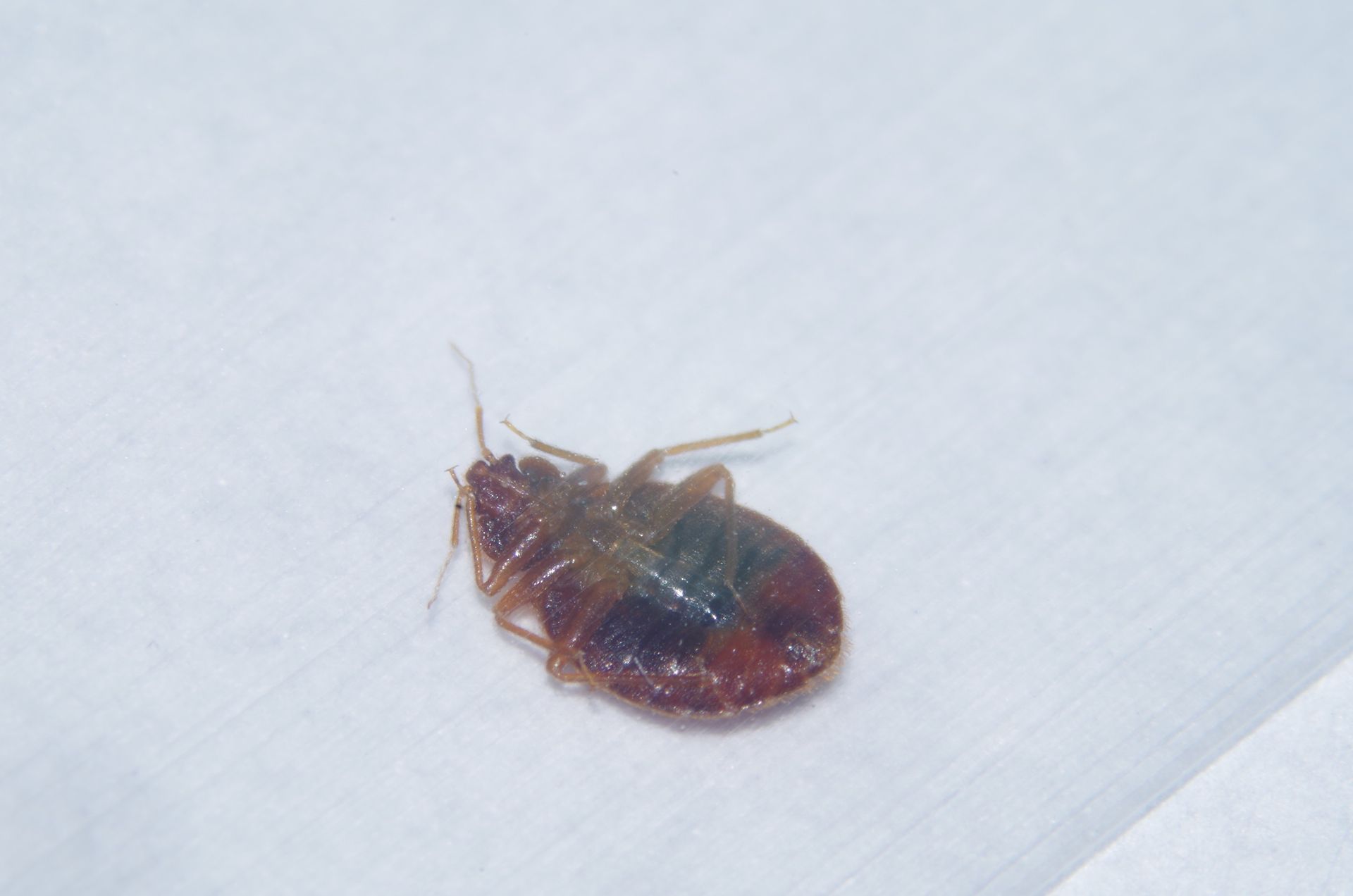 Pest Library | Four Seasons Pest Control | NENC | Hampton Roads VA